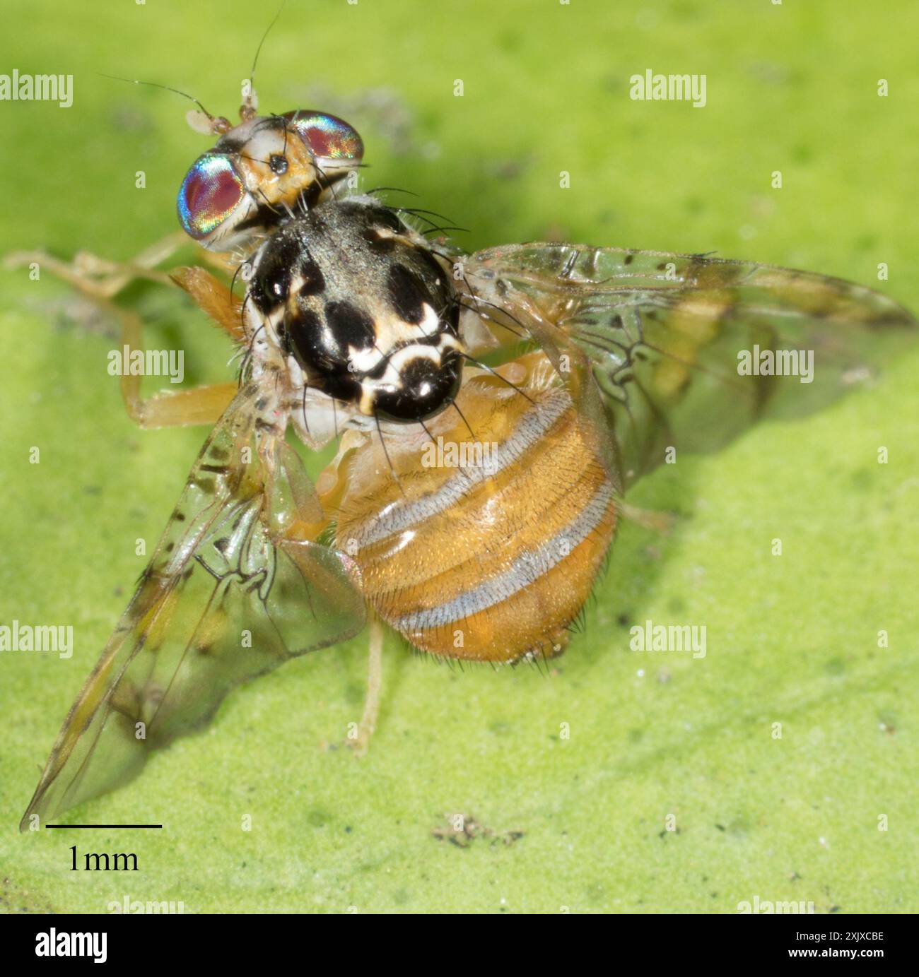 Mediterranean Fruit Fly (Ceratitis capitata) Insecta Stock Photo - Alamy