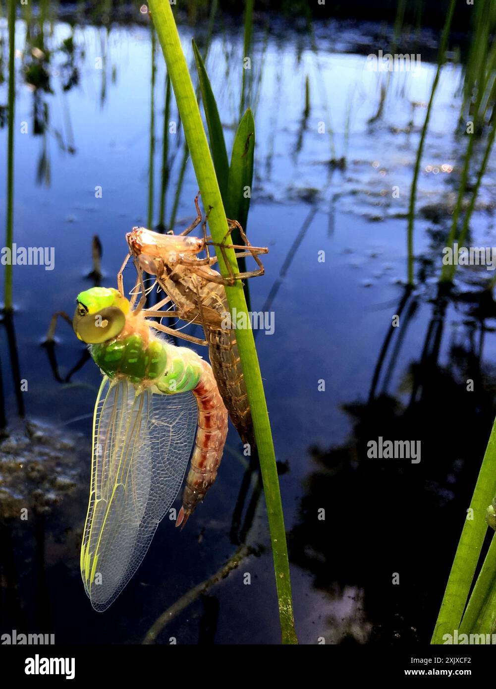 Common Green Darner (Anax junius) Insecta Stock Photo - Alamy