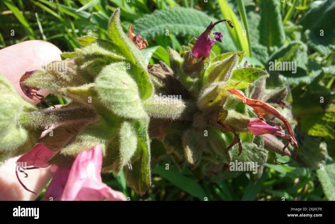 Hummingbird Sage (Salvia spathacea) Plantae Stock Photo - Alamy
