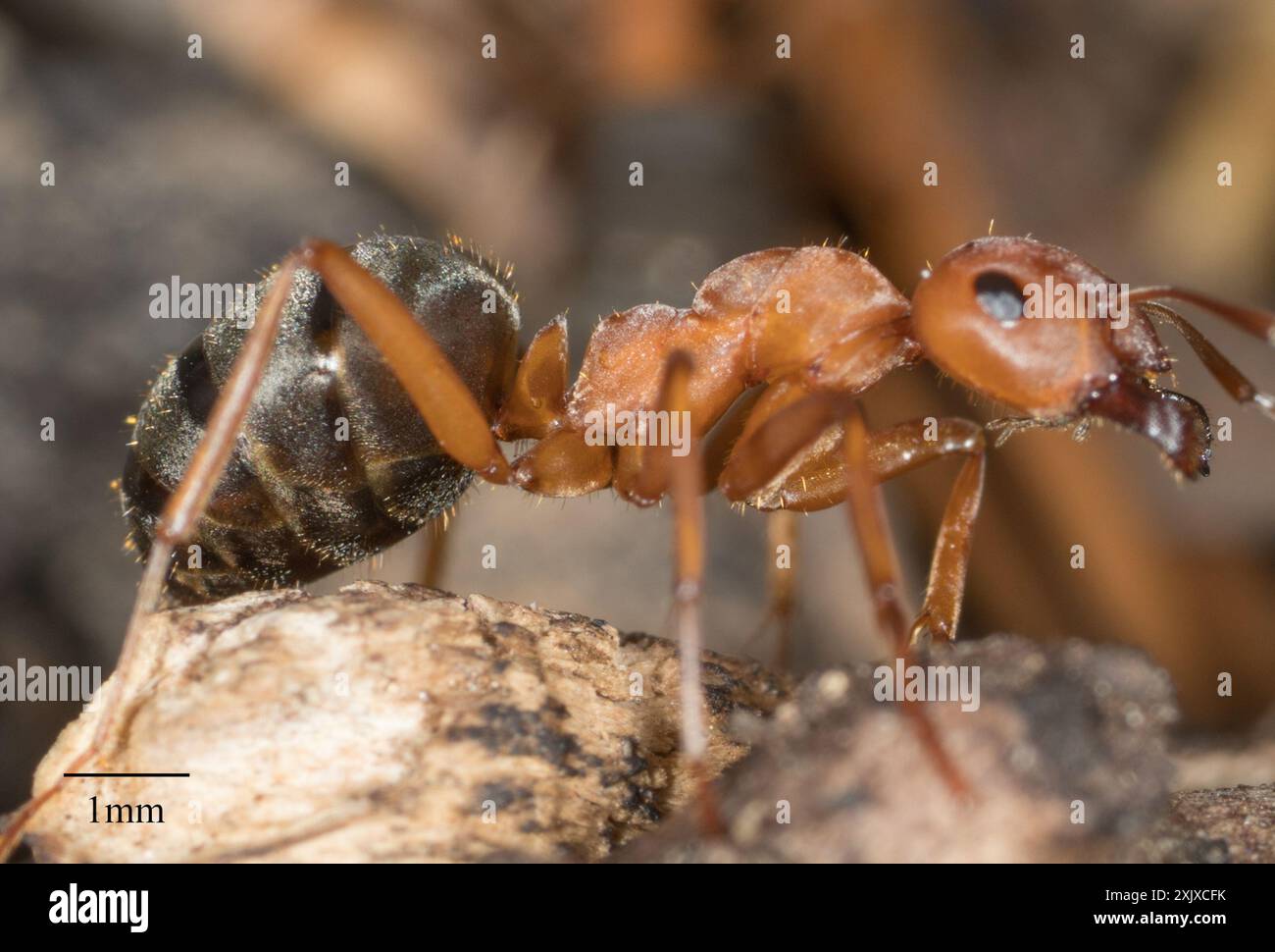 integra-group Field and Mound Ants (Formica integra) Insecta Stock ...