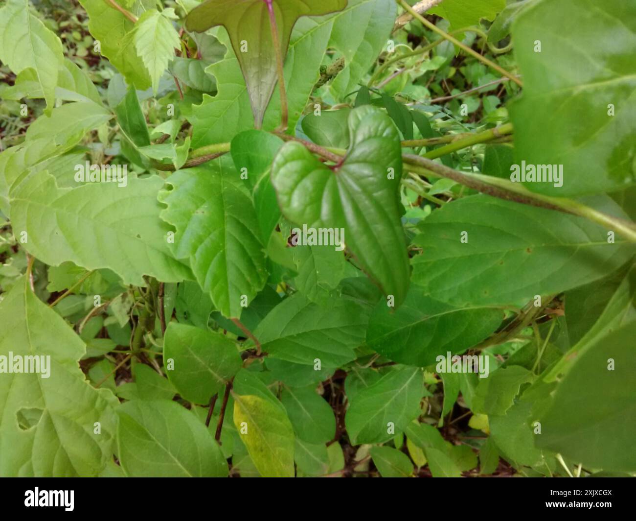 Chinese yam (Dioscorea polystachya) Plantae Stock Photo - Alamy