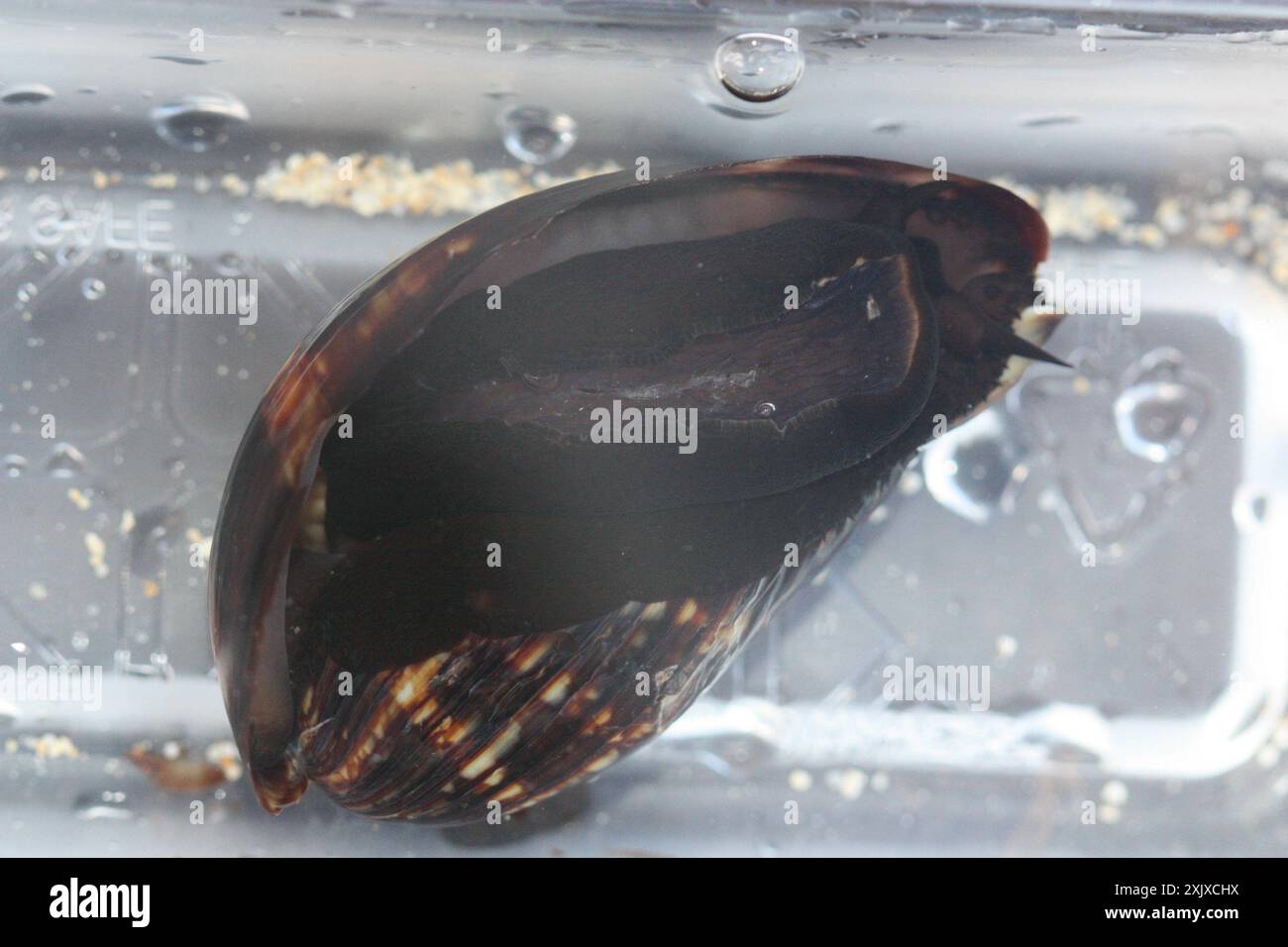 Humpback cowry mauritia mauritiana hi-res stock photography and images ...