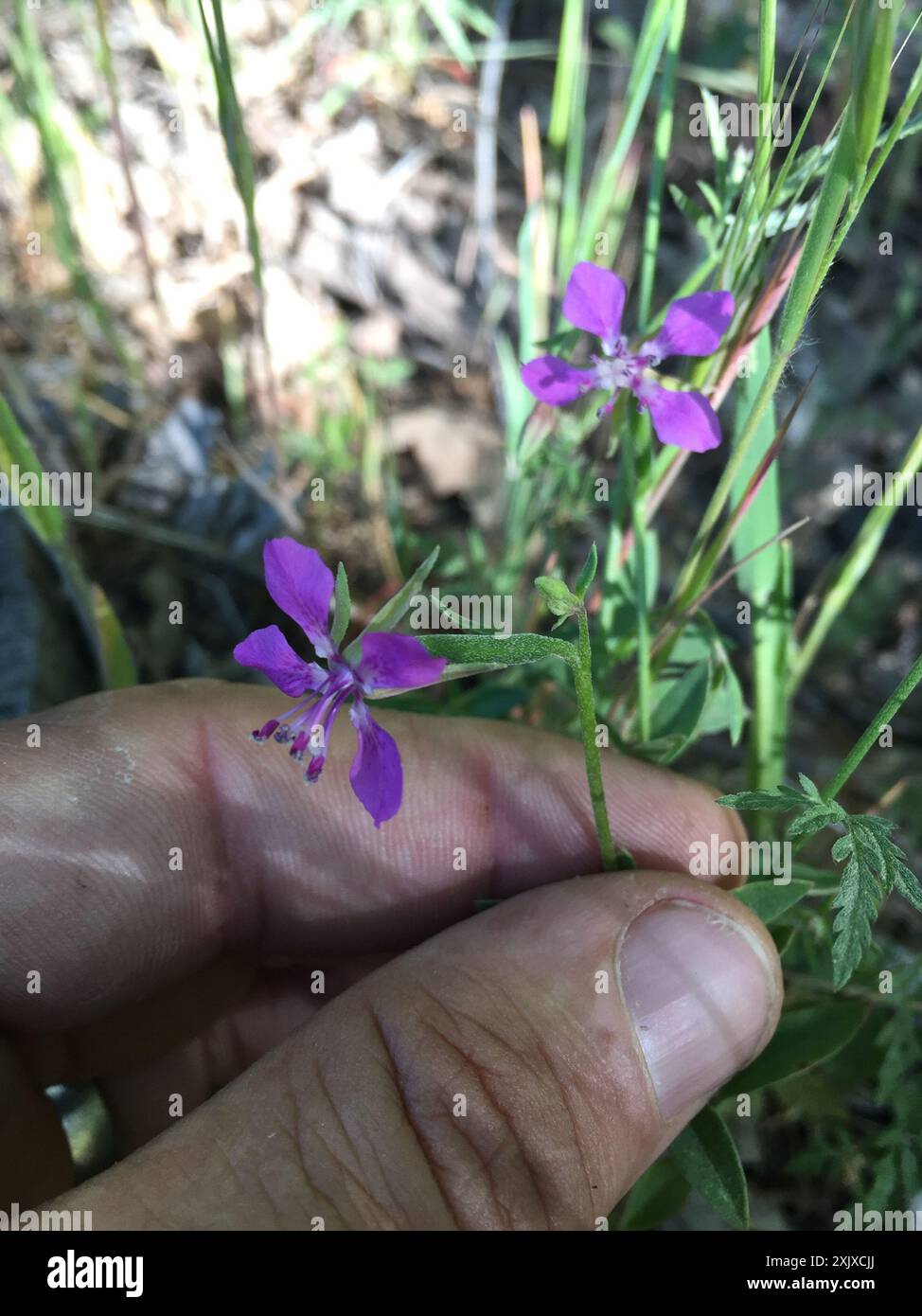 diamond clarkia (Clarkia rhomboidea) Plantae Stock Photo - Alamy