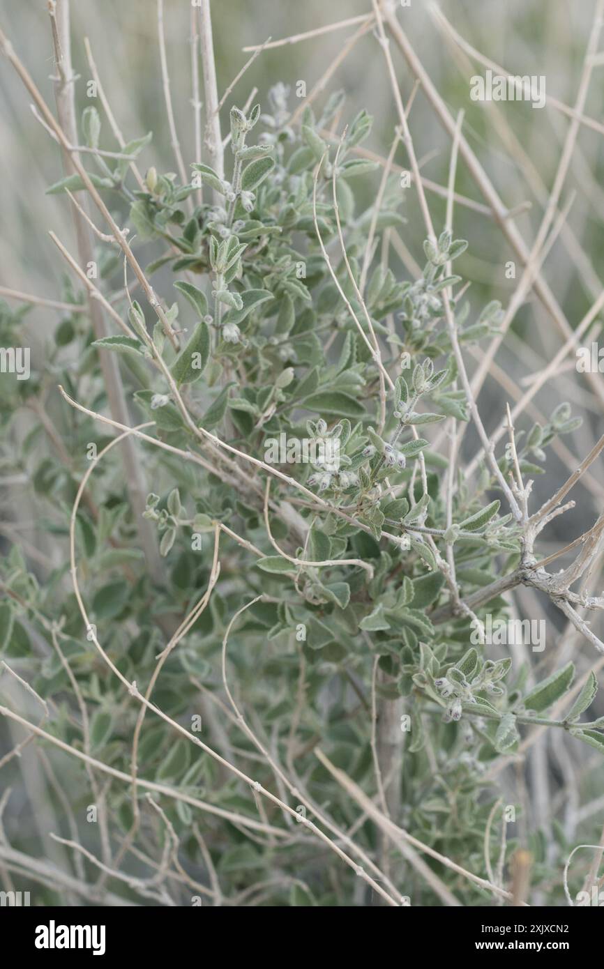 desert lavender (Condea emoryi) Plantae Stock Photo - Alamy