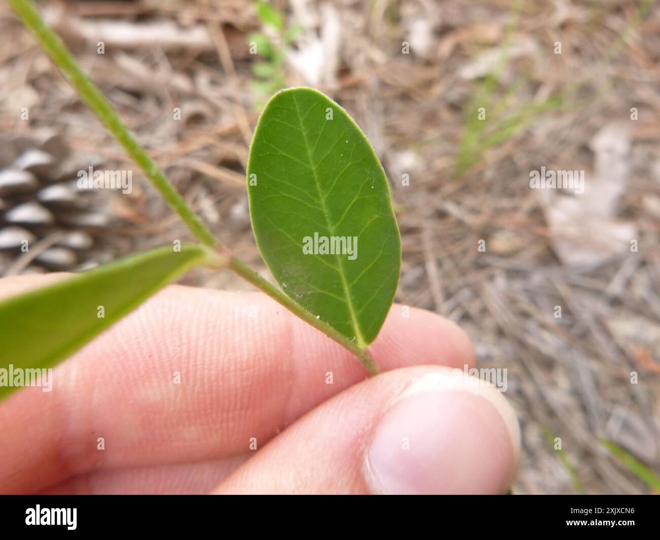 False Flowering Spurge (Euphorbia pubentissima) Plantae Stock Photo - Alamy