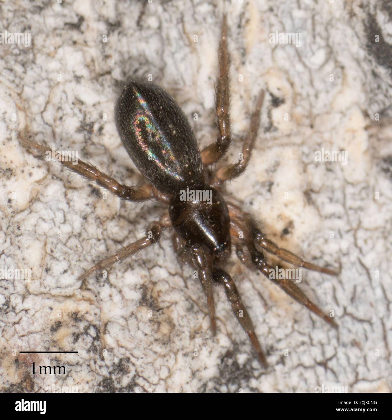 Stealthy Ground Spiders (Gnaphosidae) Arachnida Stock Photo - Alamy