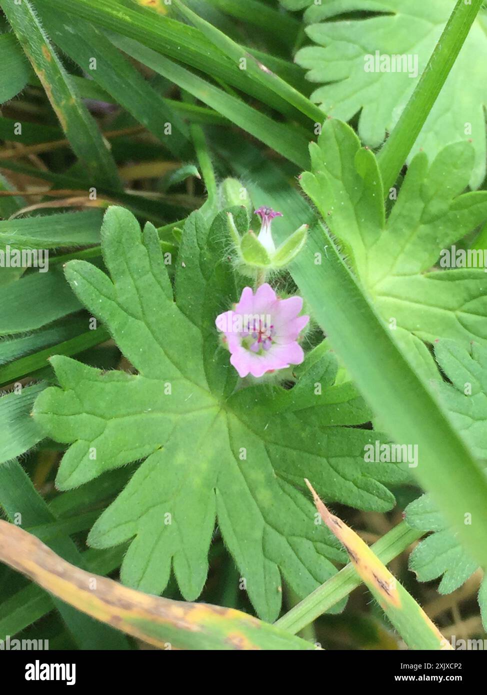 Dove's-foot crane's-bill (Geranium molle) Plantae Stock Photo - Alamy