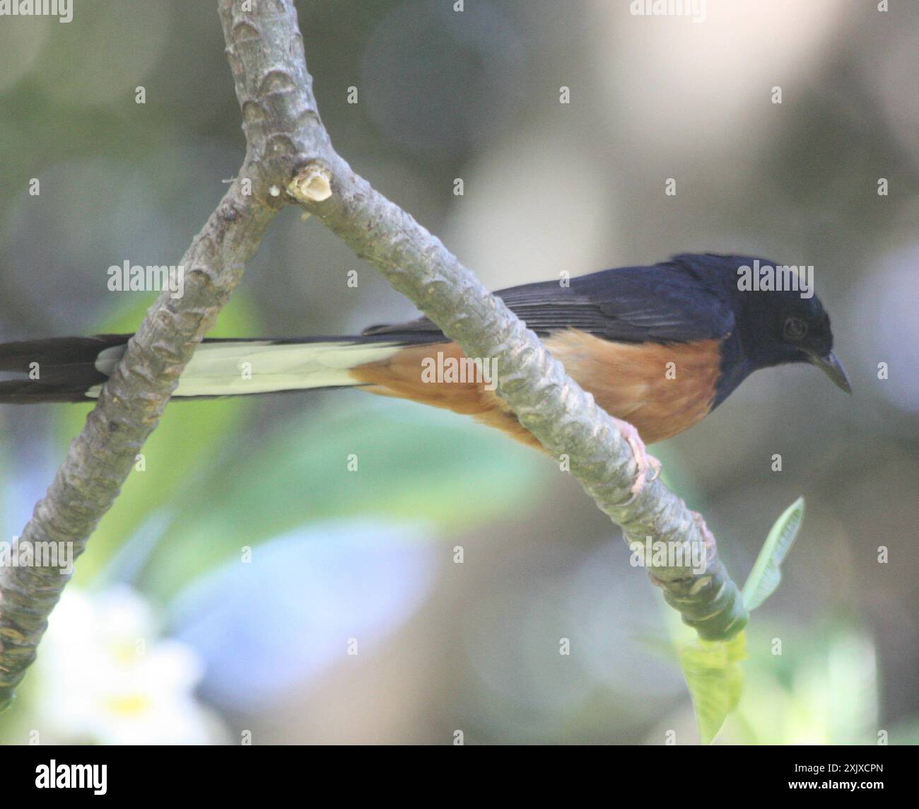 White-rumped Shama (Copsychus malabaricus) Aves Stock Photo - Alamy