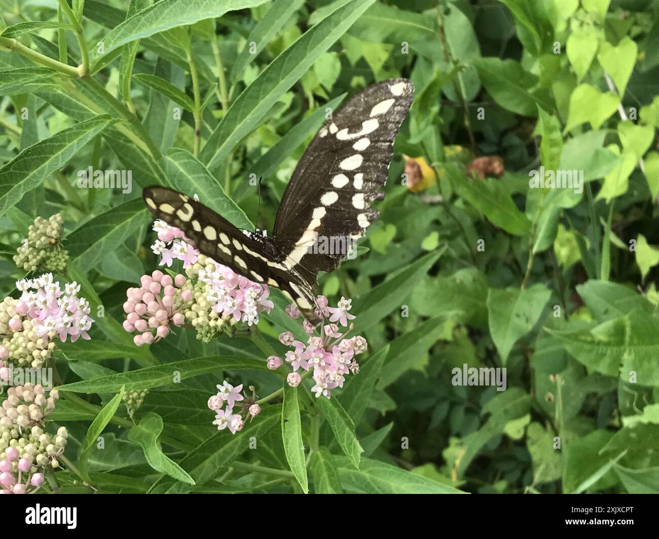 Eastern Giant Swallowtail (Heraclides cresphontes) Insecta Stock Photo ...