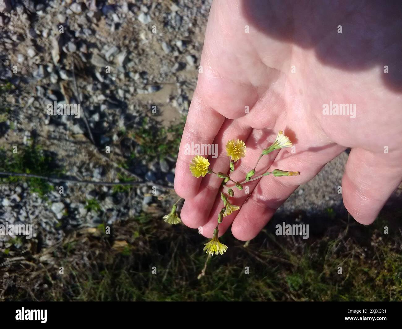 Lettuce, Chicory, Dandelion and Salsify Tribe (Cichorieae) Plantae ...