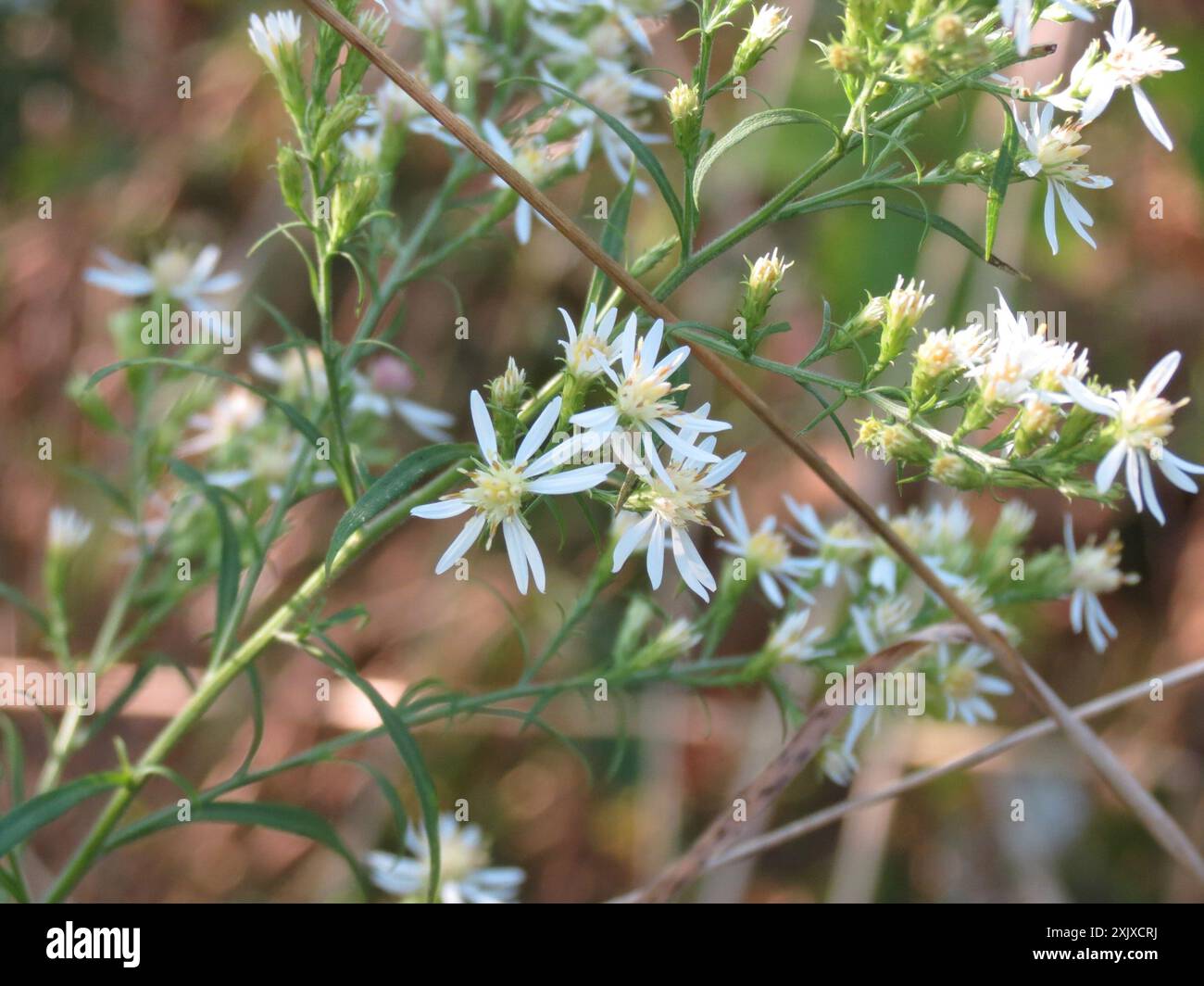 Arrow-leaved Aster (Symphyotrichum urophyllum) Plantae Stock Photo - Alamy