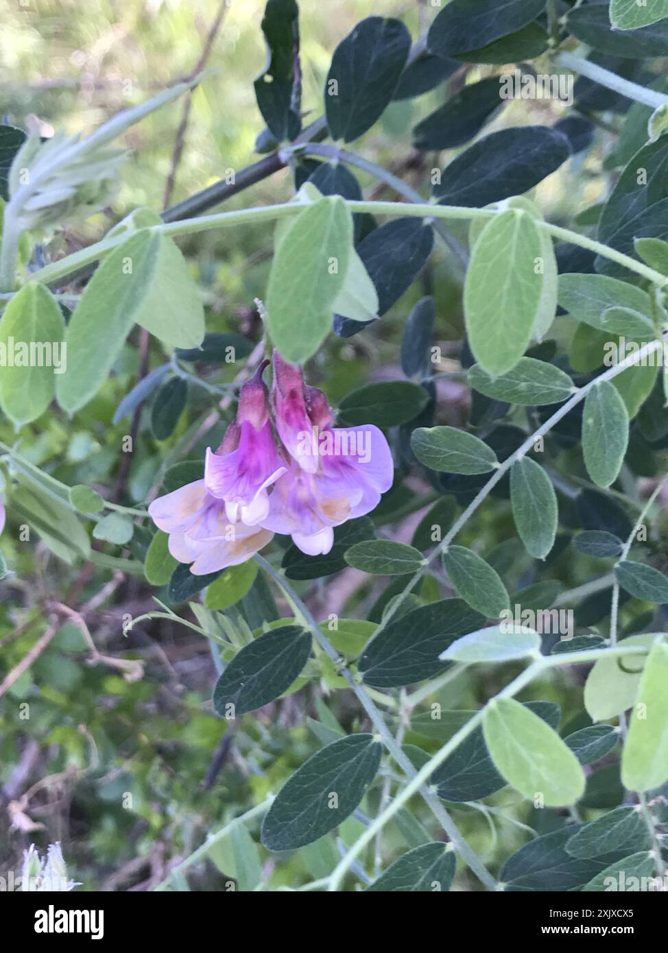 Pacific pea (Lathyrus vestitus) Plantae Stock Photo - Alamy