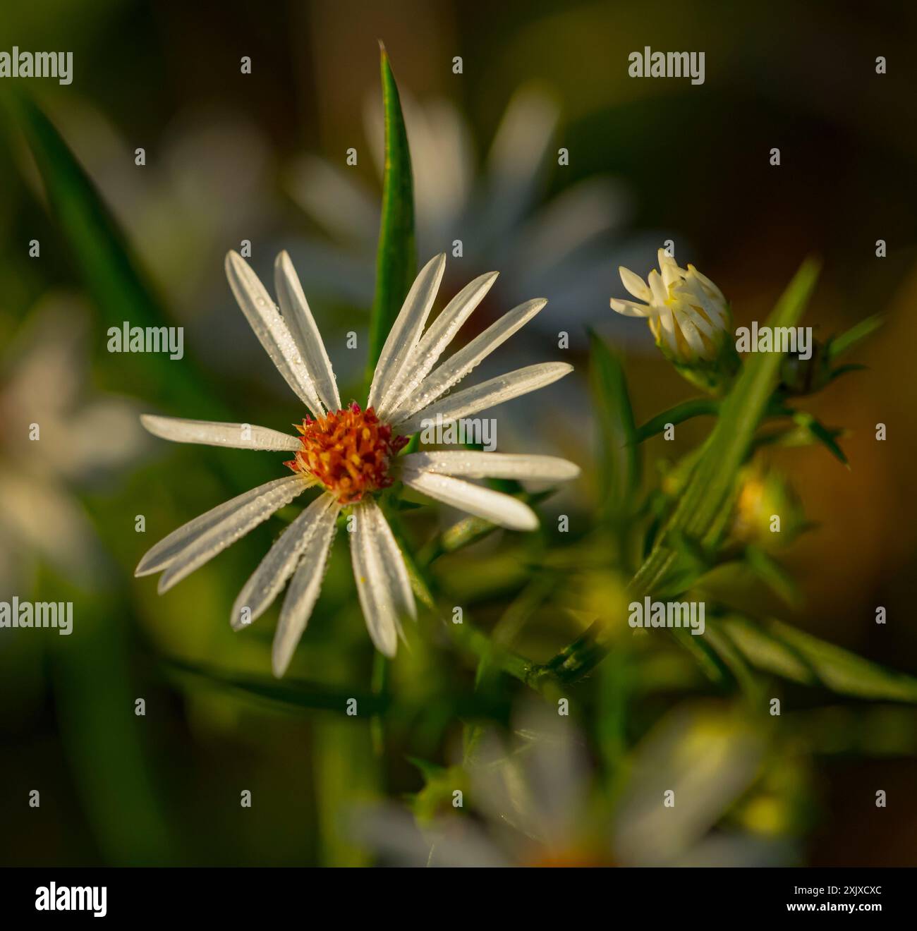 Astor flower hi-res stock photography and images - Alamy