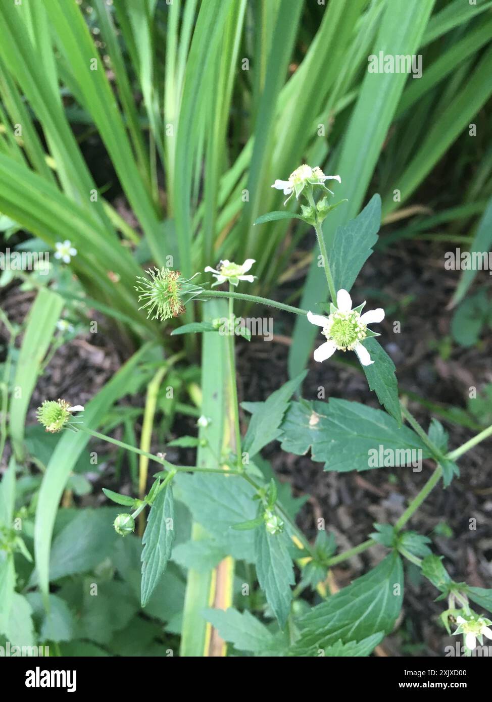 white avens (Geum canadense) Plantae Stock Photo - Alamy