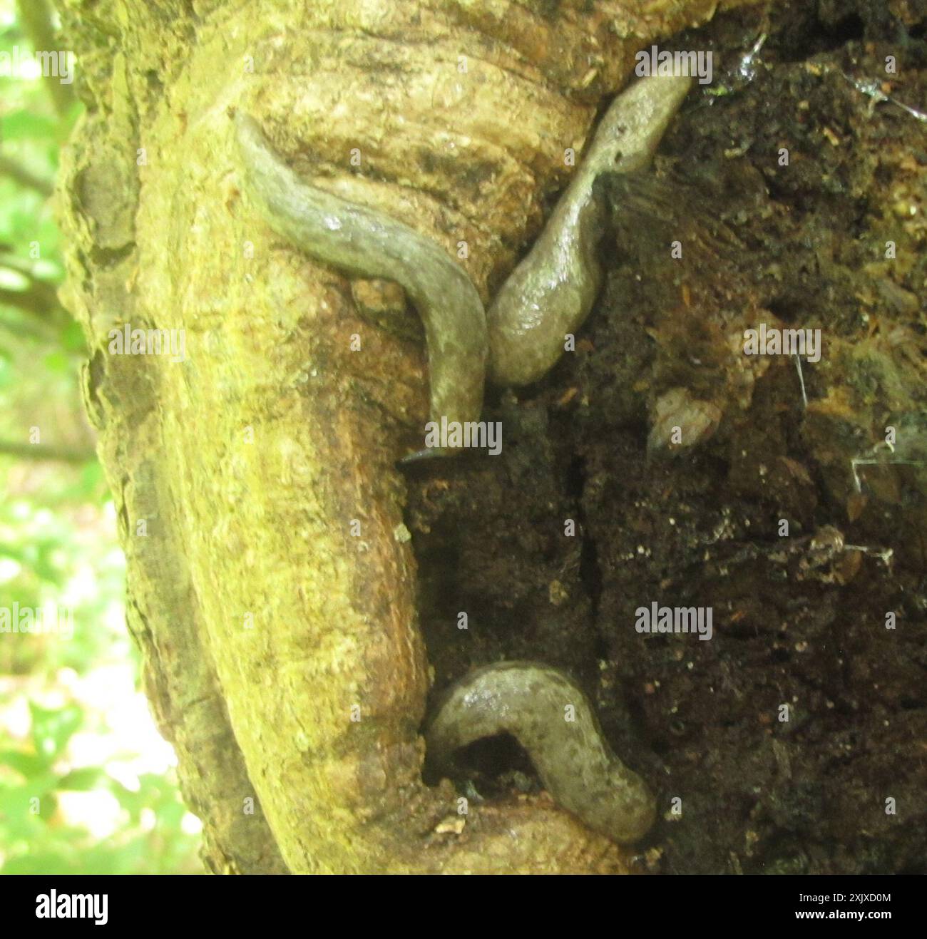 Changeable Mantleslug (Megapallifera mutabilis) Mollusca Stock Photo ...