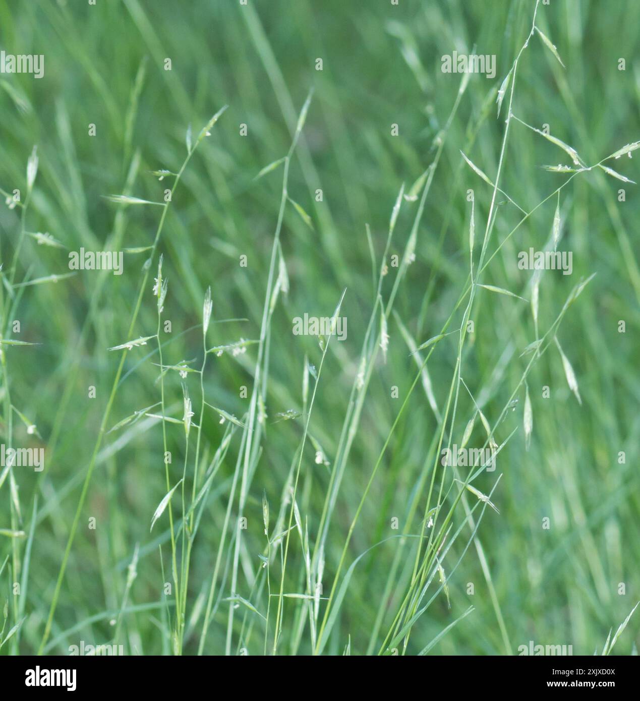 monocots (Liliopsida) Plantae Stock Photo - Alamy