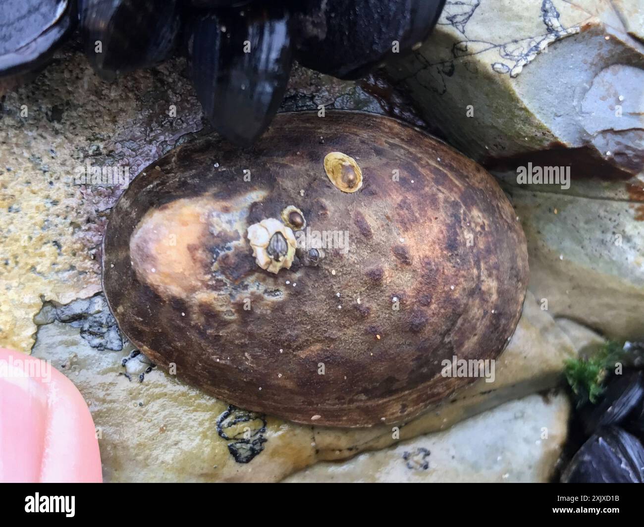 Owl Limpet (Lottia gigantea) Mollusca Stock Photo - Alamy