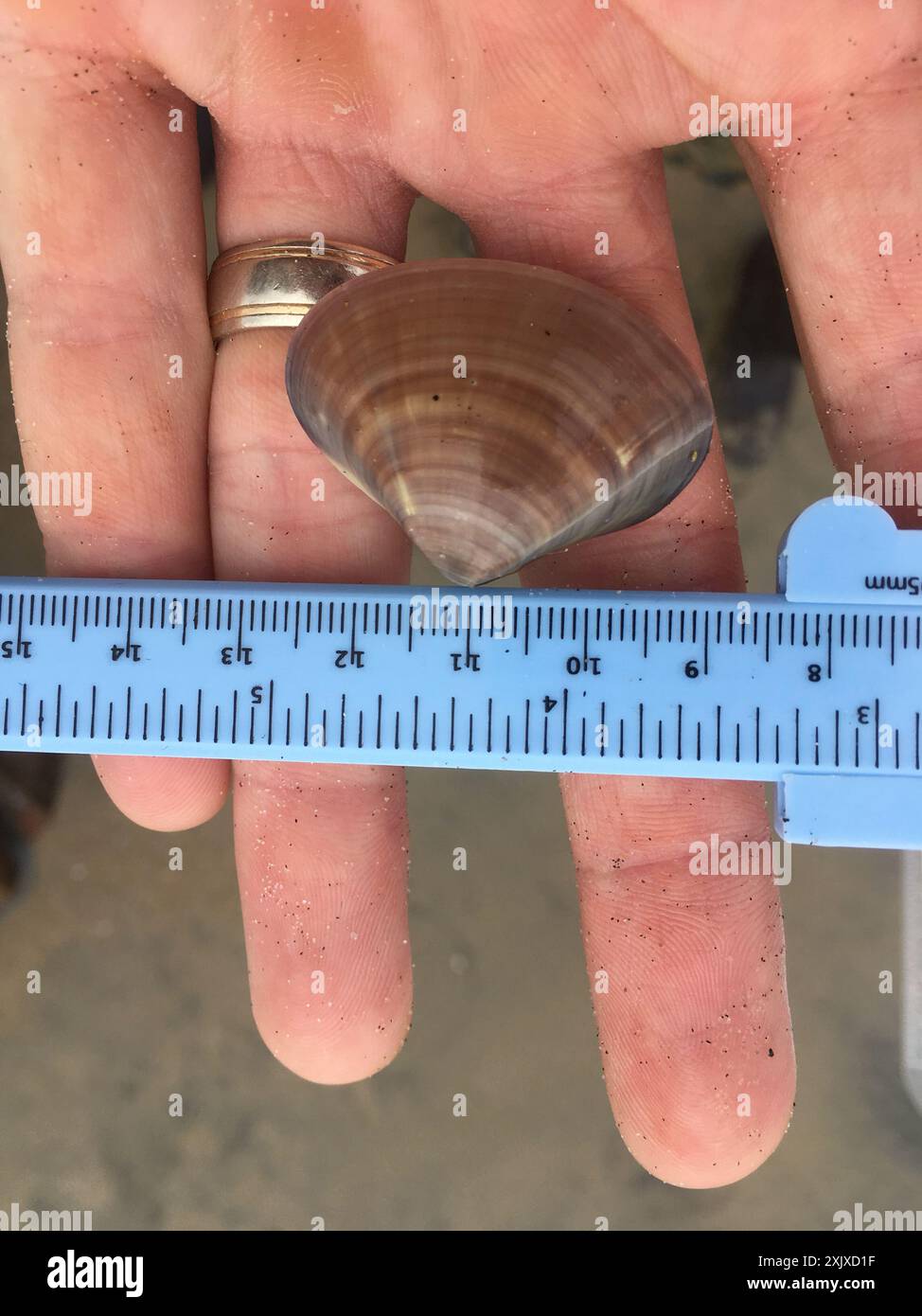 Pismo Clam (Tivela stultorum) Mollusca Stock Photo - Alamy