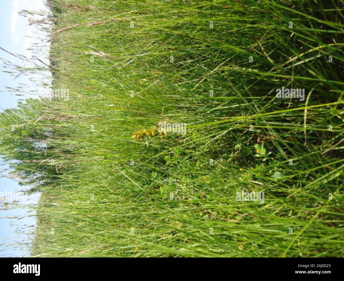 Spiked Sedge (Carex spicata) Plantae Stock Photo - Alamy