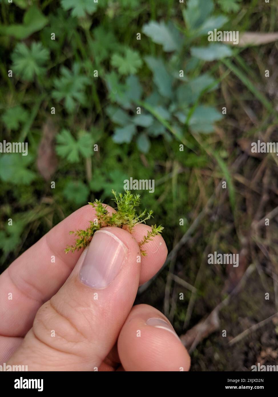Long-leaved Thread Moss (Ptychostomum pseudotriquetrum) Plantae Stock ...