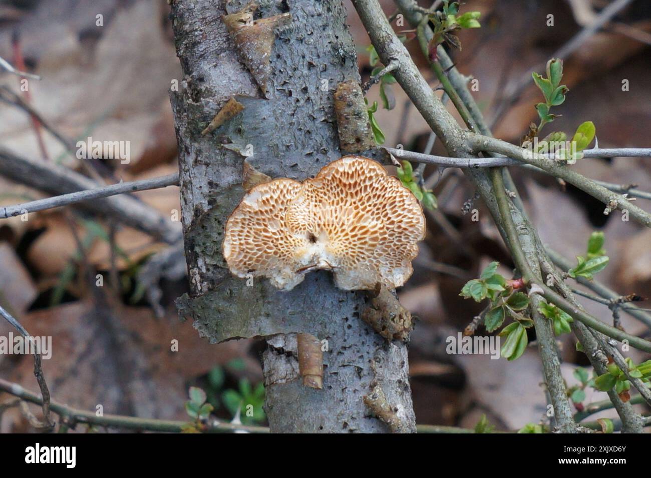hexagonal-pored polypore (Neofavolus alveolaris) Fungi Stock Photo - Alamy