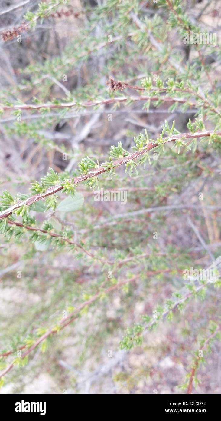 chamise (Adenostoma fasciculatum) Plantae Stock Photo - Alamy