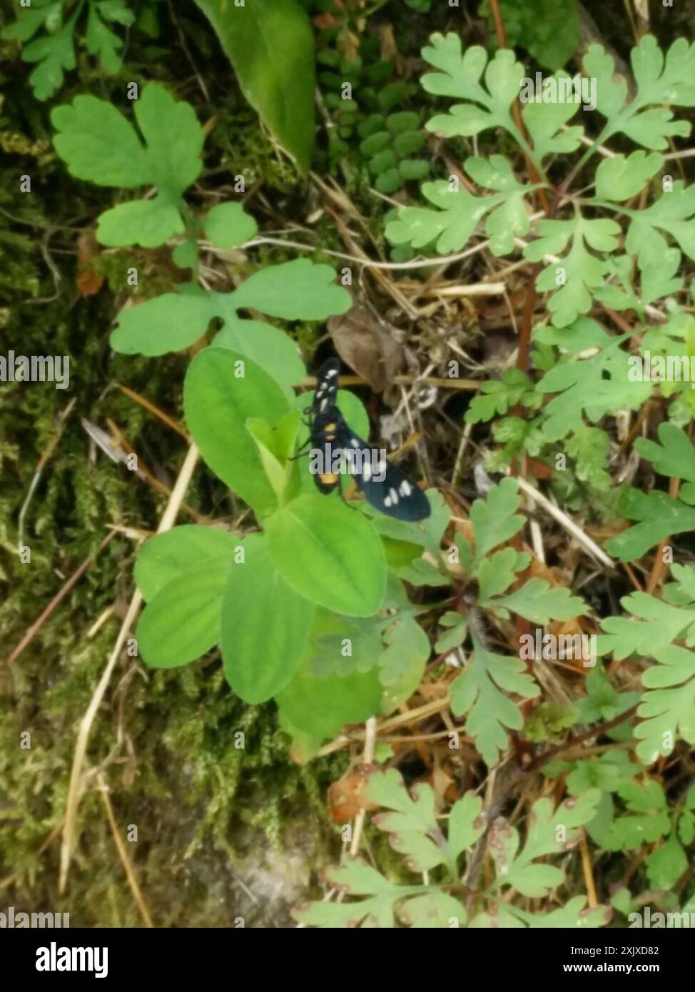 Nine-spotted Moth (Amata phegea) Insecta Stock Photo - Alamy