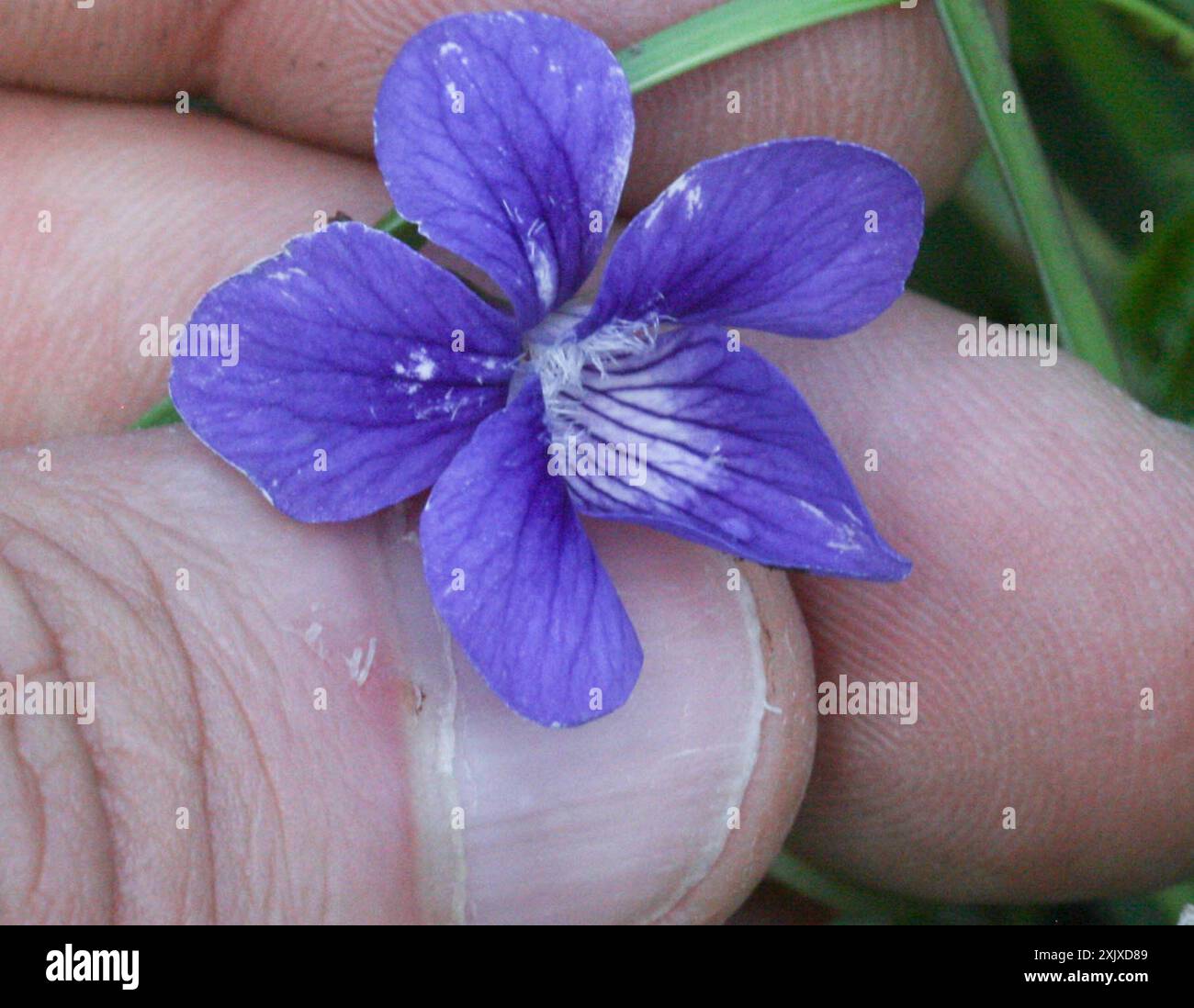 western dog violet (Viola adunca adunca) Plantae Stock Photo - Alamy