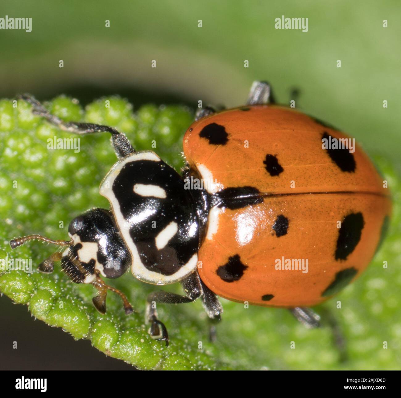 Convergent Lady Beetle (Hippodamia convergens) Insecta Stock Photo - Alamy