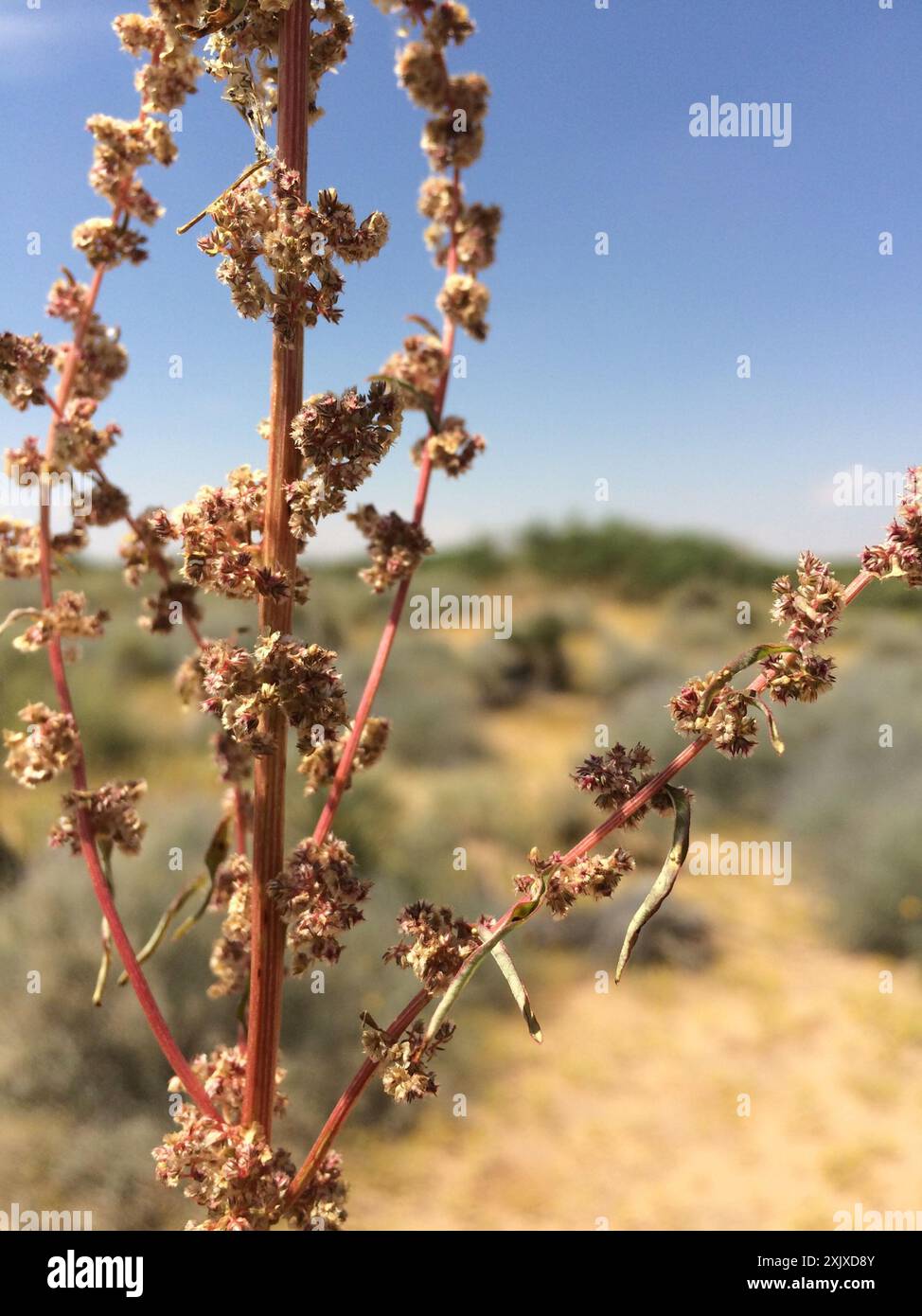 Fringed Amaranth (Amaranthus fimbriatus) Plantae Stock Photo - Alamy