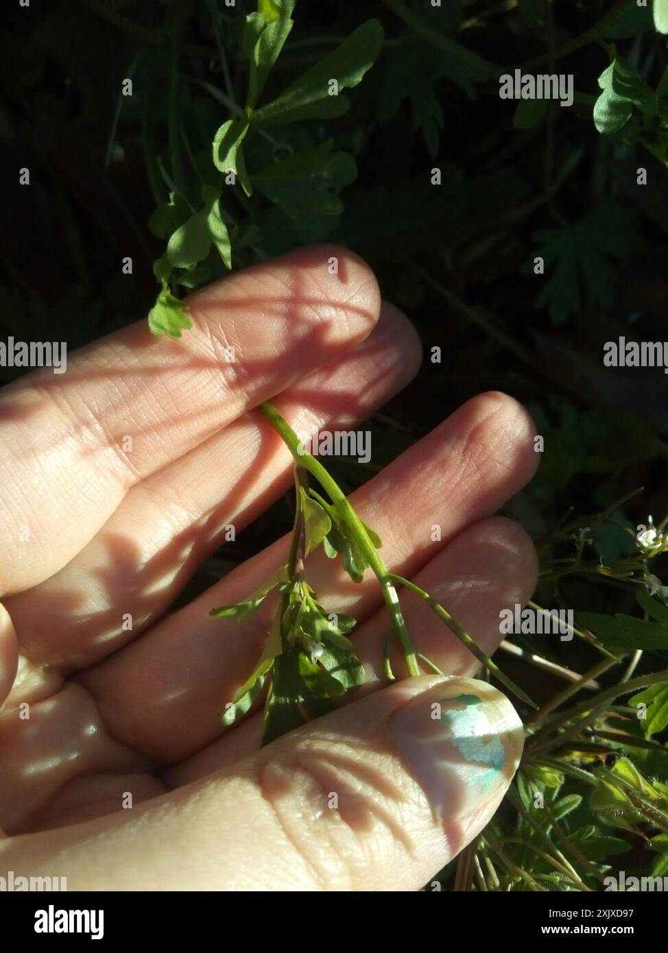 Bittercresses and Toothworts (Cardamine) Plantae Stock Photo - Alamy