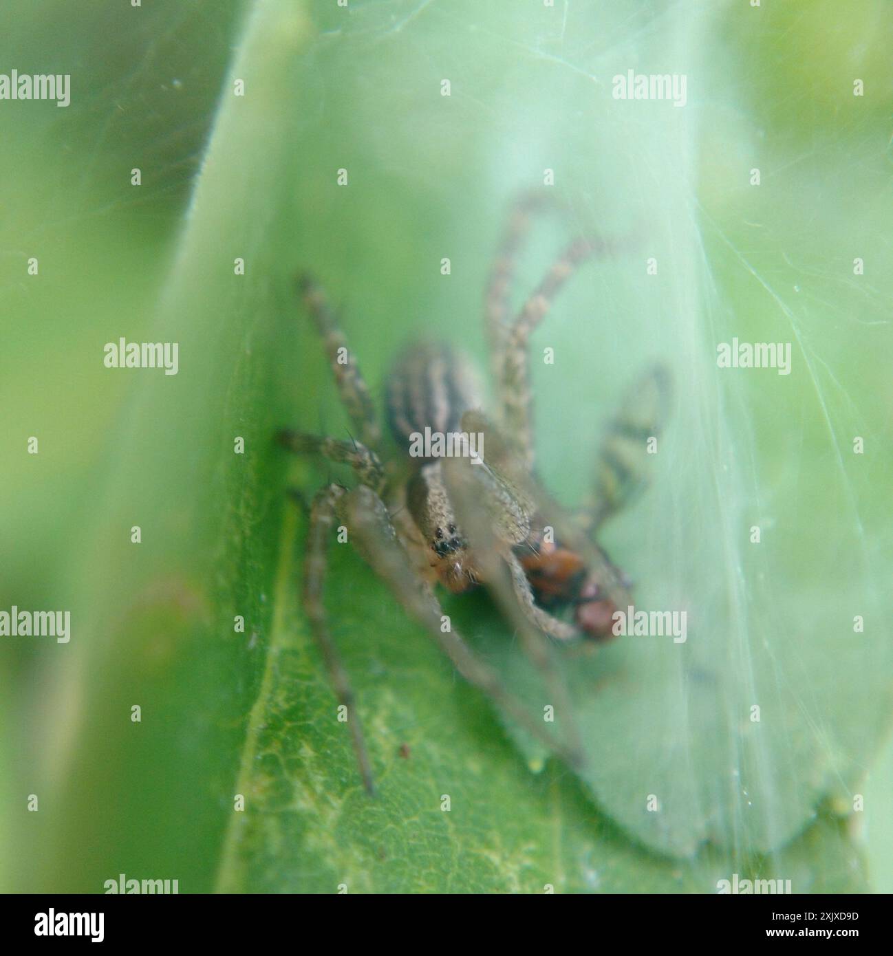 Grass Spiders (Agelenopsis) Arachnida Stock Photo - Alamy