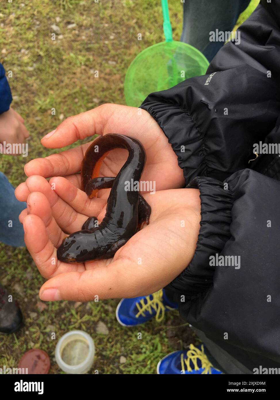 California Newt (Taricha torosa) Amphibia Stock Photo - Alamy