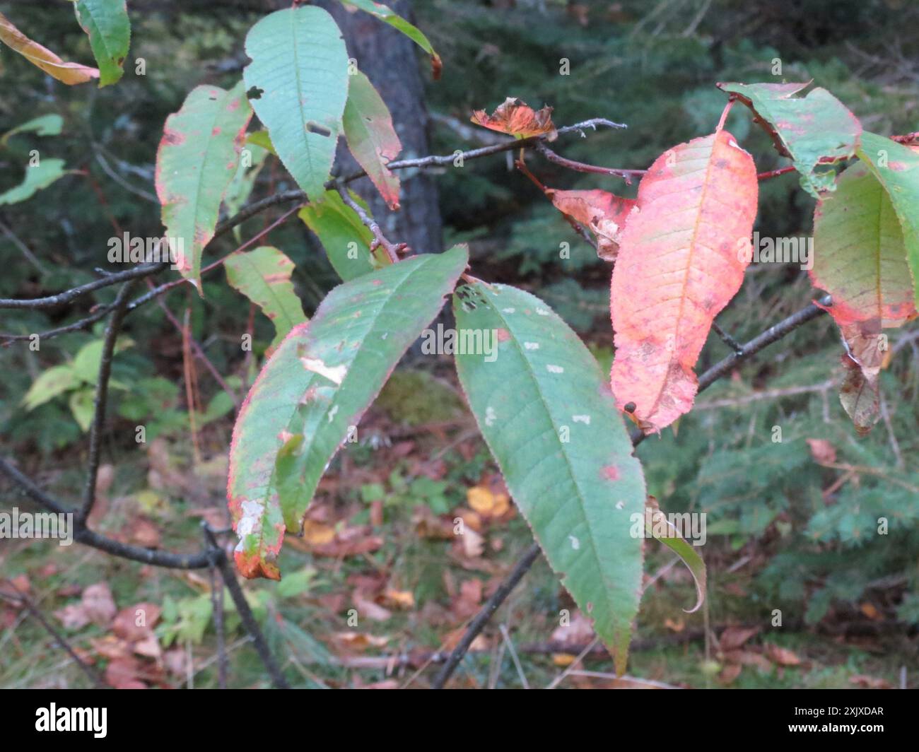 fire cherry (Prunus pensylvanica) Plantae Stock Photo - Alamy