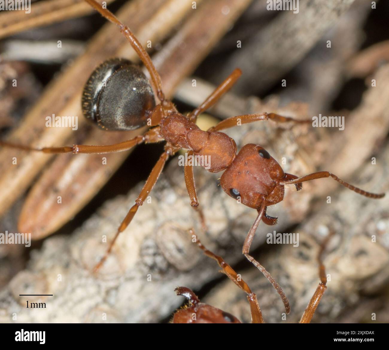 integra-group Field and Mound Ants (Formica integra) Insecta Stock ...