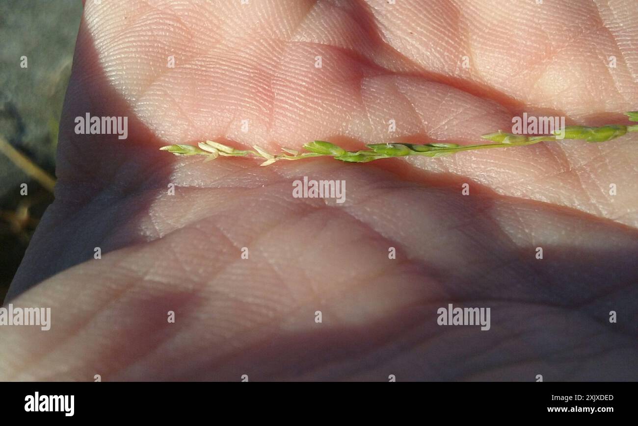 panic veldtgrass (Ehrharta erecta) Plantae Stock Photo - Alamy