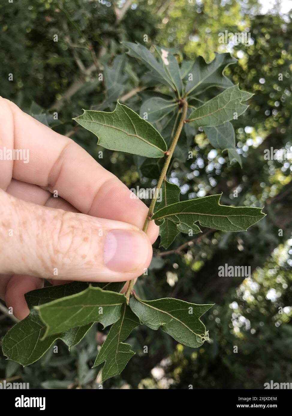 Darlington Oak (Quercus hemisphaerica) Plantae Stock Photo - Alamy