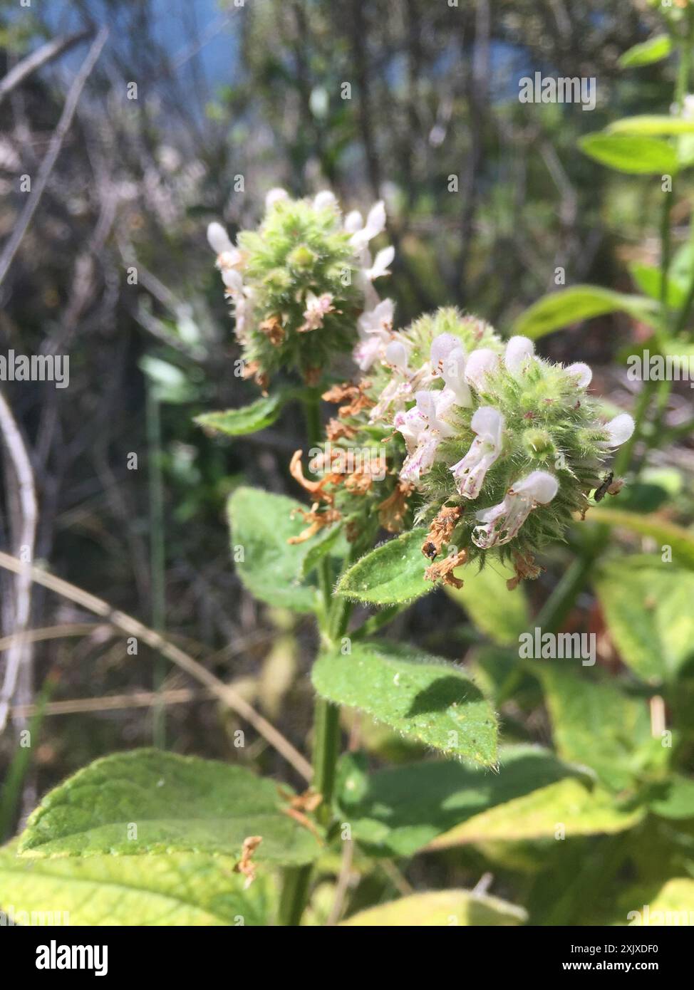 short-spiked hedge nettle (Stachys pycnantha) Plantae Stock Photo - Alamy