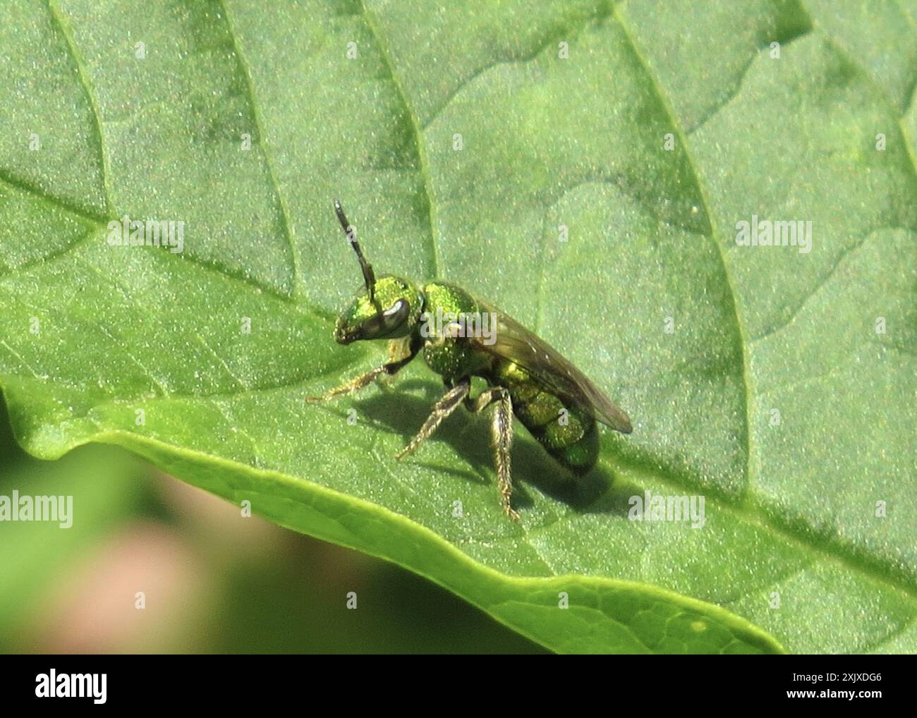 Pure Green Sweat bee (Augochlora pura) Insecta Stock Photo - Alamy