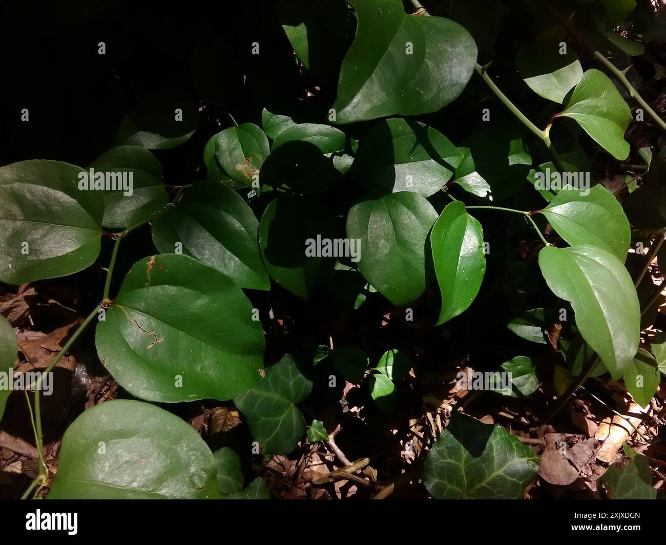 roundleaf greenbrier (Smilax rotundifolia) Plantae Stock Photo - Alamy