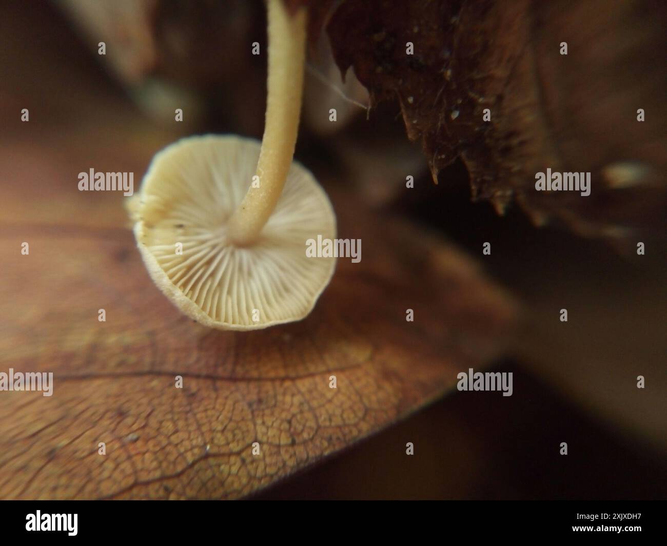 Conifercone cap hi-res stock photography and images - Alamy