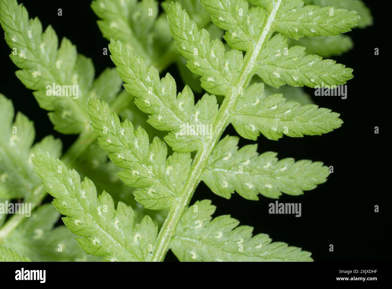 western lady fern (Athyrium filix-femina cyclosorum) Plantae Stock ...