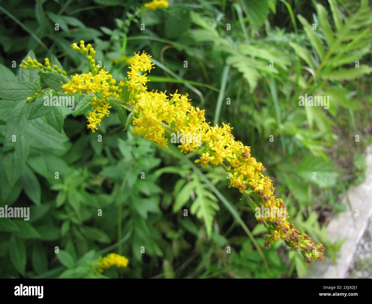 common wrinkle-leaved goldenrod (Solidago rugosa) Plantae Stock Photo ...