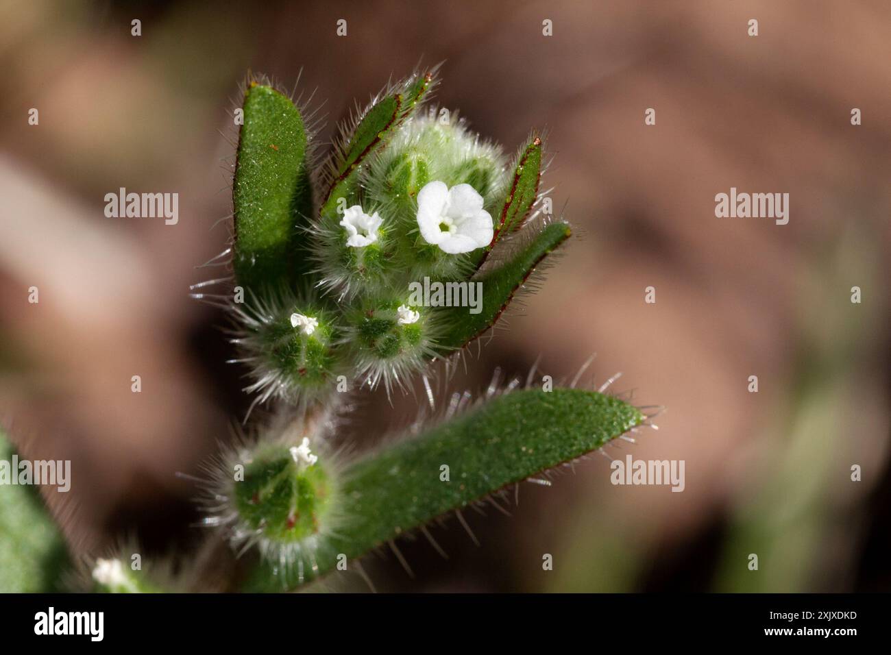 Arizona popcornflower (Plagiobothrys arizonicus) Plantae Stock Photo ...