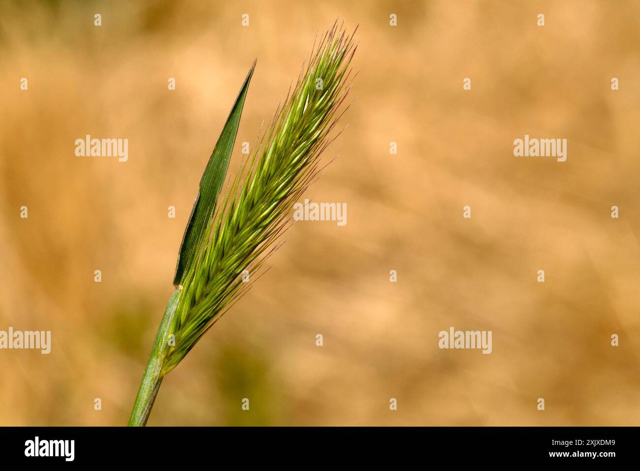 dwarf barley (Hordeum depressum) Plantae Stock Photo - Alamy