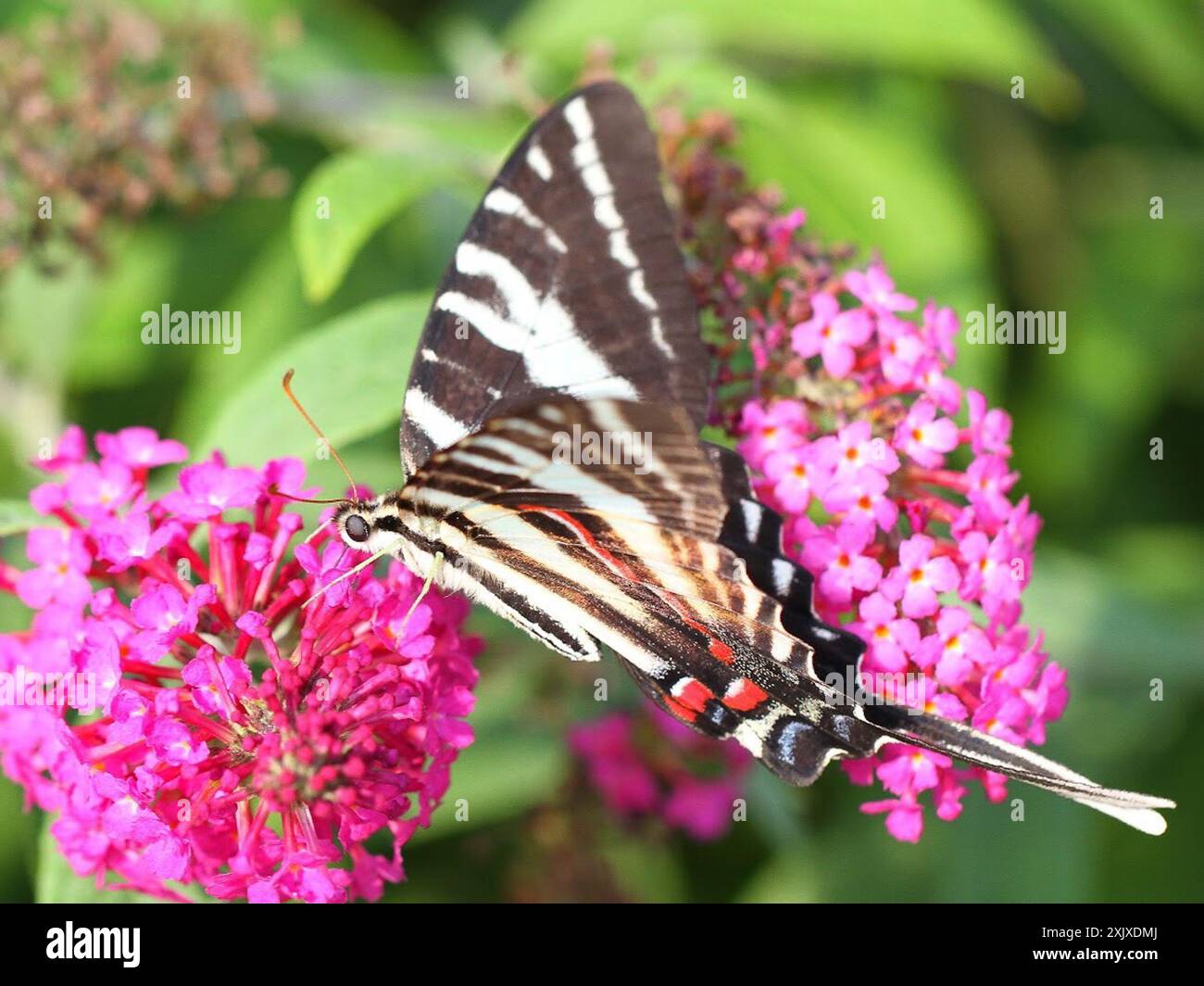 Zebra Swallowtail (Eurytides marcellus) Insecta Stock Photo - Alamy