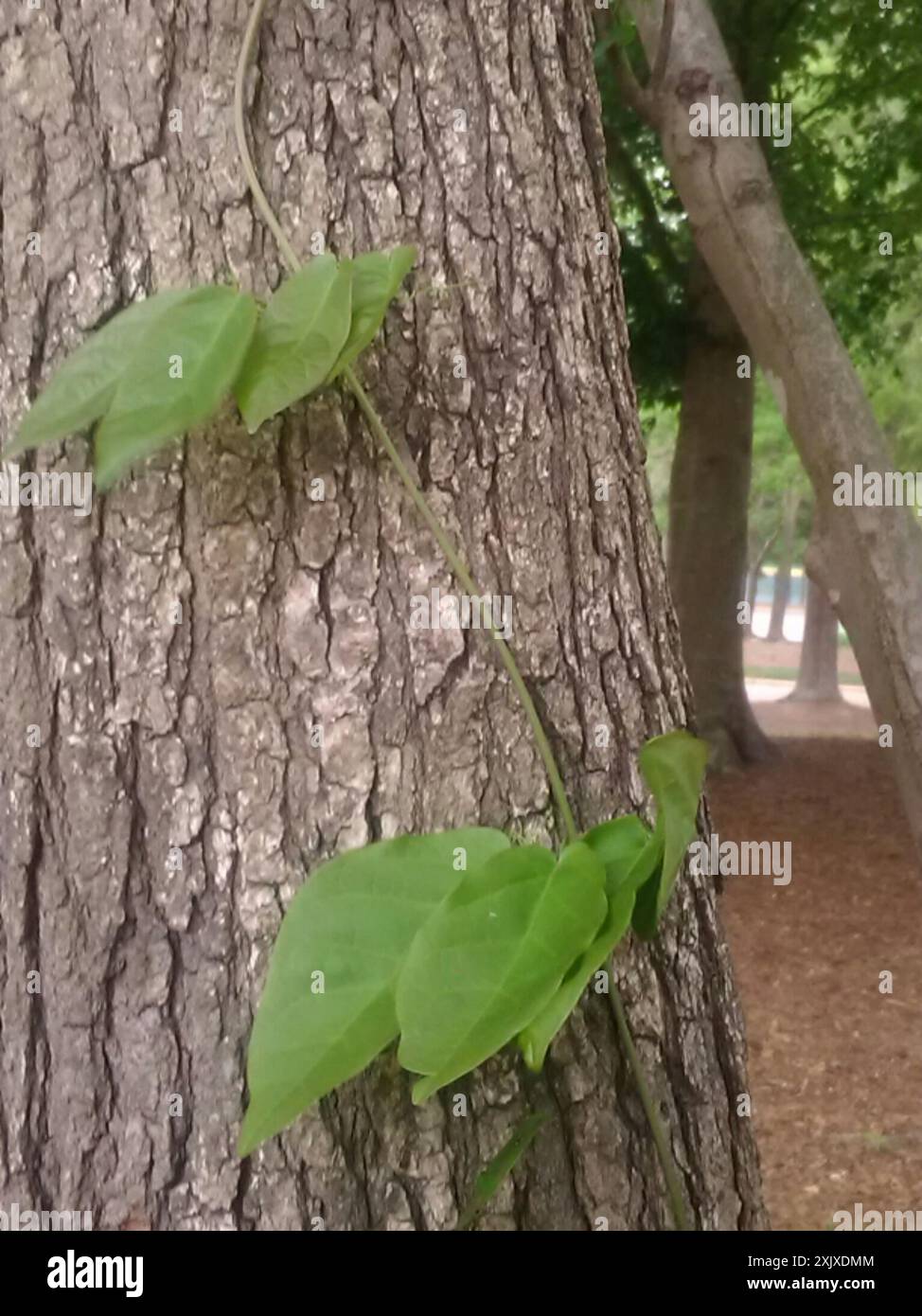 cross vine (Bignonia capreolata) Plantae Stock Photo - Alamy