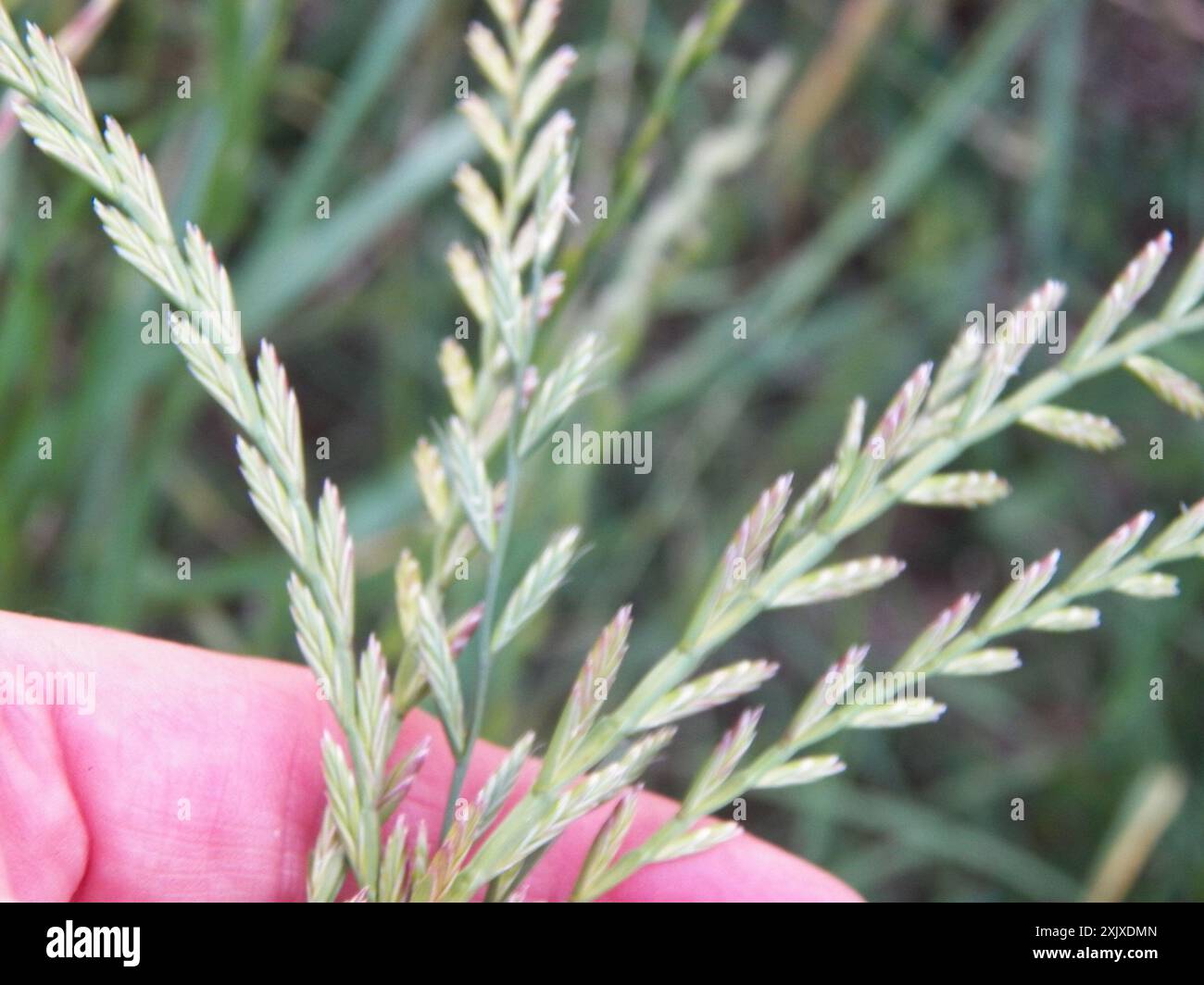 Italian Ryegrass (Lolium multiflorum) Plantae Stock Photo - Alamy