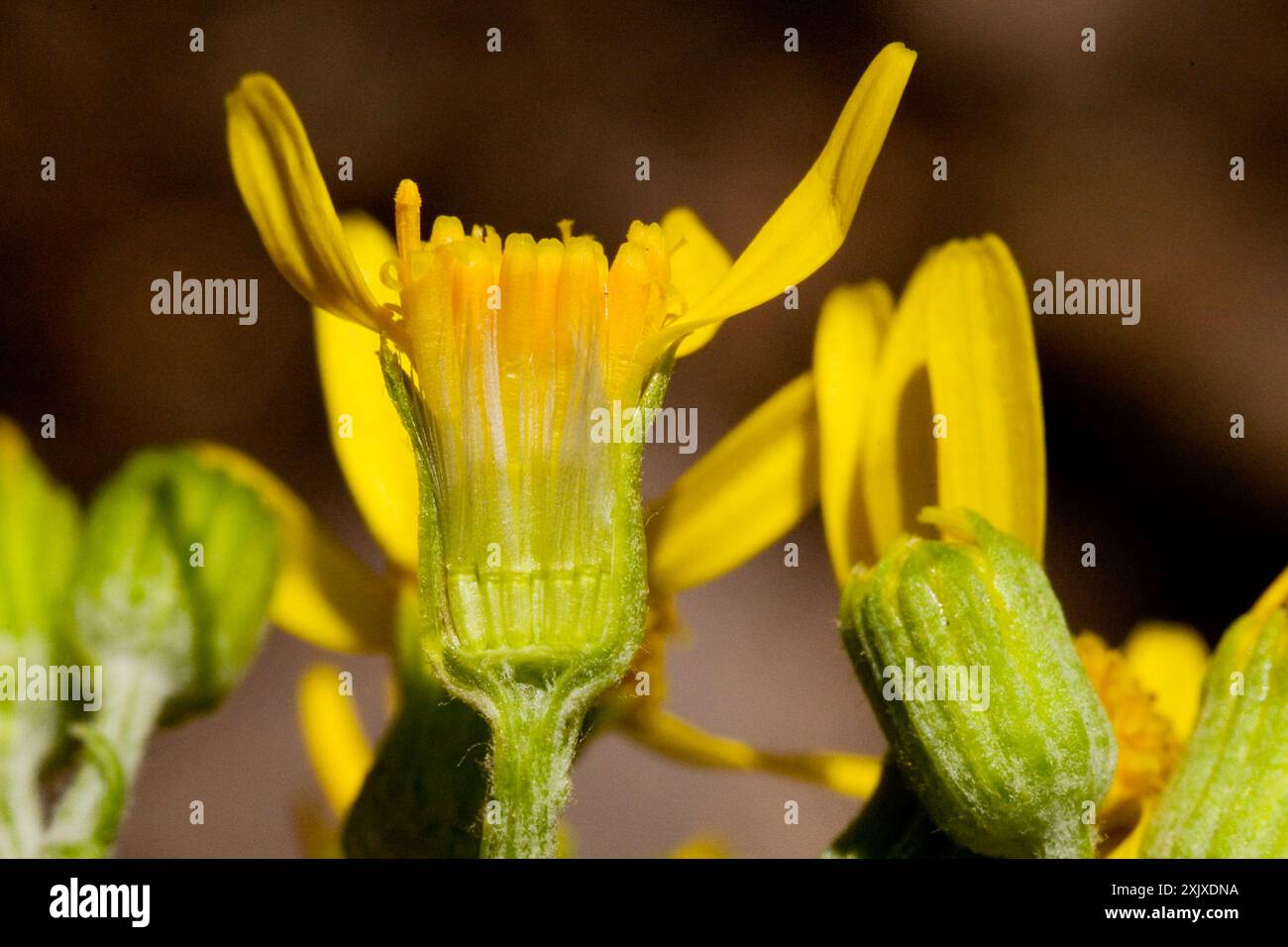 Fendler's ragwort (Packera fendleri) Plantae Stock Photo - Alamy