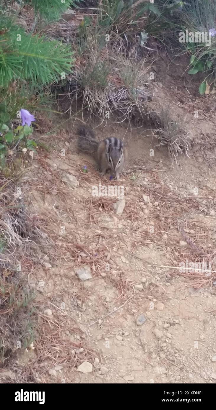 Olympic Chipmunk (Neotamias amoenus caurinus) Mammalia Stock Photo - Alamy